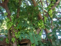 Trees Need More Than Just Hugs And Kisses – Get Real Post