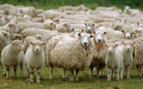 We need to help develop true thinking Pinoys rather than mere following ...